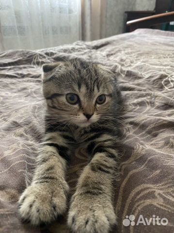 Британские вислоухие котята