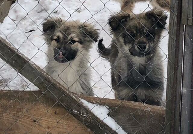 Щенки чебурашки