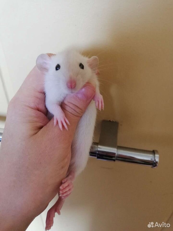 Крысята сиамские дамбо