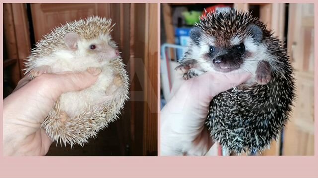 Африканские карликовые ёжики - 2 мальчика