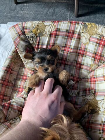 Йоркширский терьер