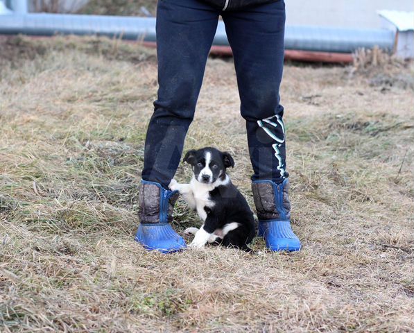 Щенуля Куколка-дивная красотка, в дар