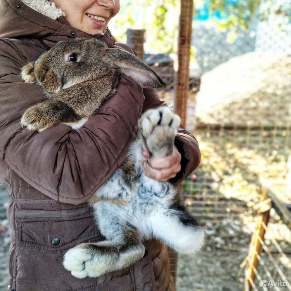 Кролик самец 3 месяца