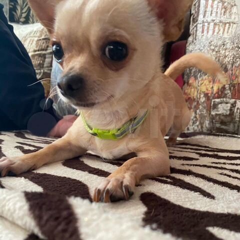 Ищем девочку