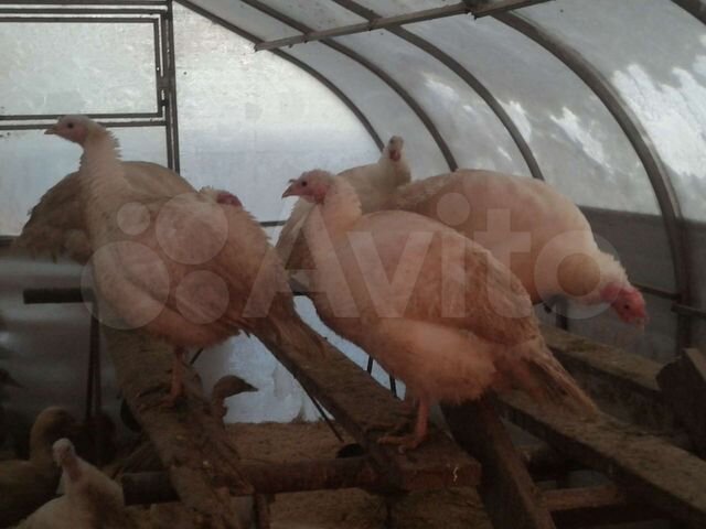 Индюки Белые широкогрудые