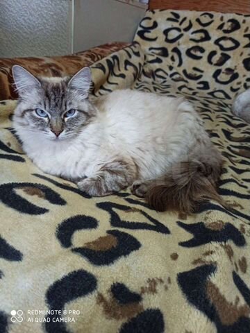 Невская маскарадная