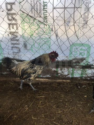 Петухи и куры ухейилбюй, китайские шелковые