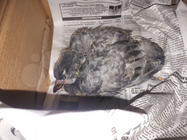 Голубь армянский