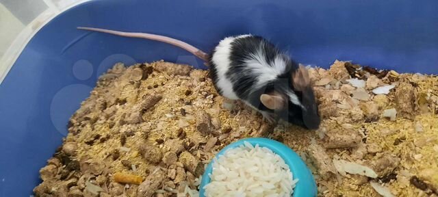 Мышки в добрые руки