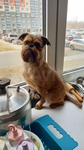 Брюссельский Гриффон на вязку