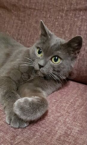 Руфь в добрые руки