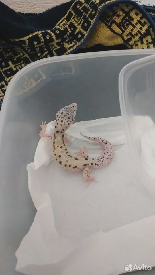 Эублефар Пятнистый вместе со средствами по уходу