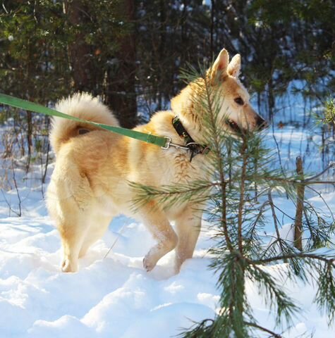 Необыкновенный пес с умными глазами