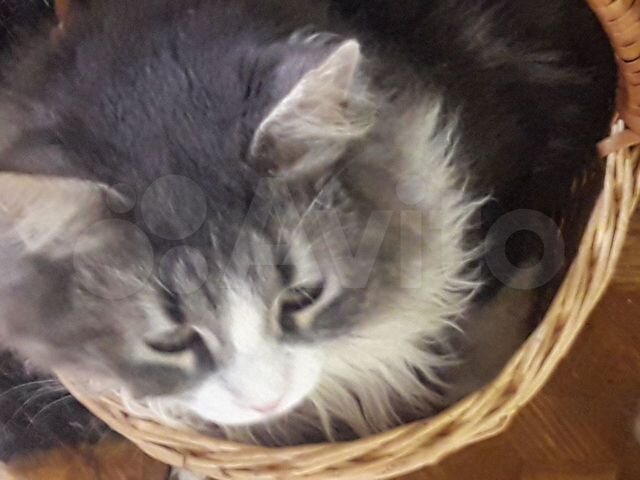 Красивый пушистик