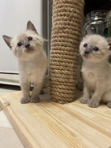 Тайские котята