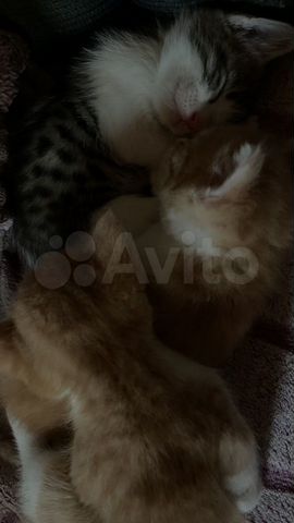 Мартовские котята