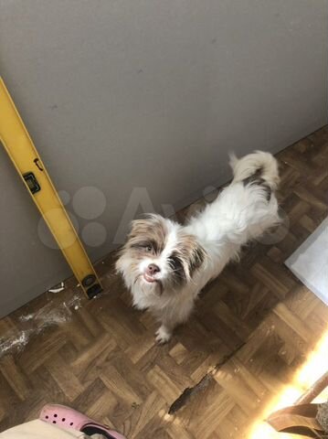 Собака из небольших