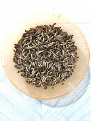 Зоофобус, тараканы