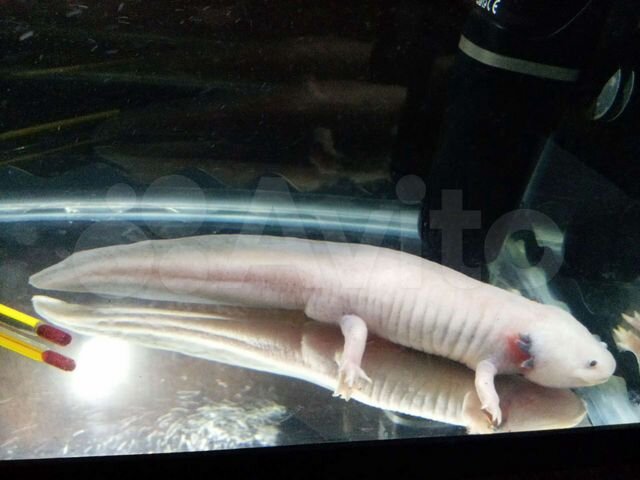 Аксолотль амфибия