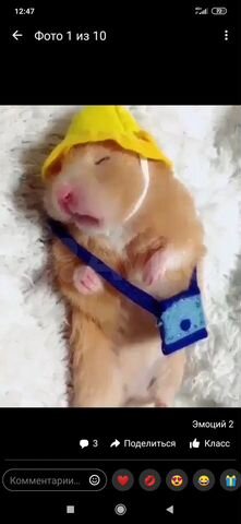 Щенки кхс