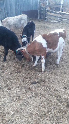 Бычки и телочки от домашних коров