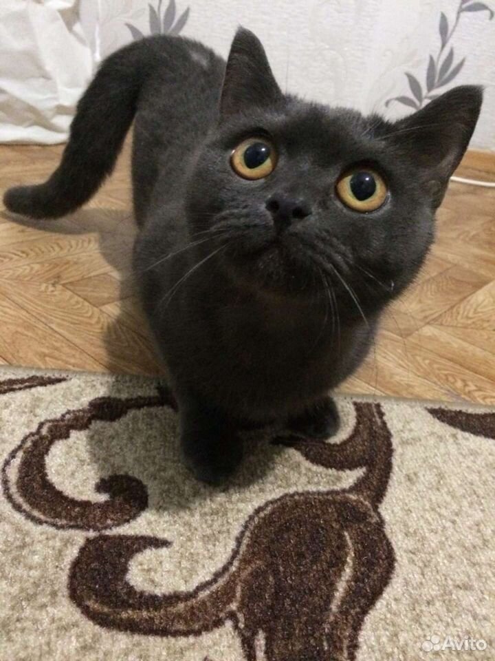 Британская кошка для вязк