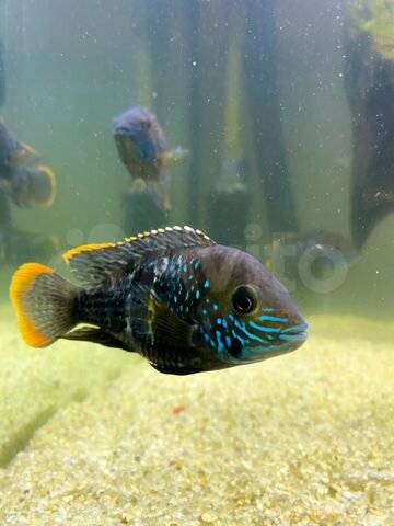 Акара бирюзовая