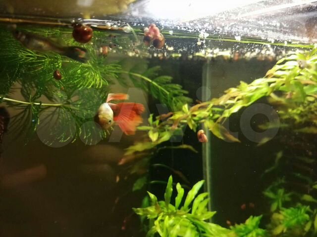 Улитки аквариумные(улитка катушка)