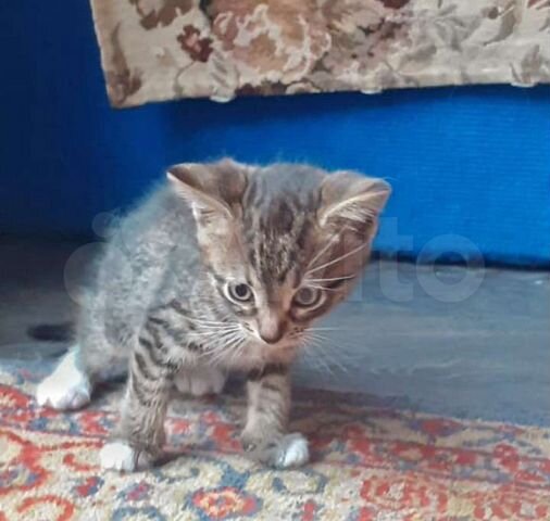 Милые котята в добрые руки