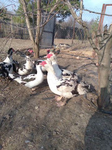 Селезень индоутки