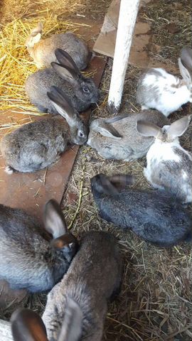 Кролик бабочка