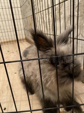 Кролик на вязку (самец)