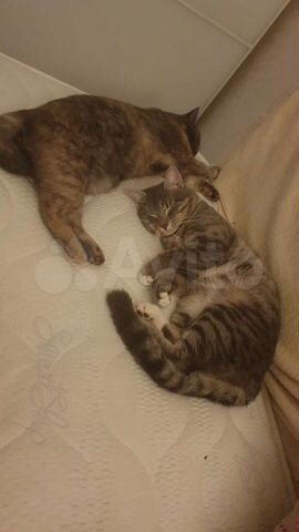 Кошка в дар