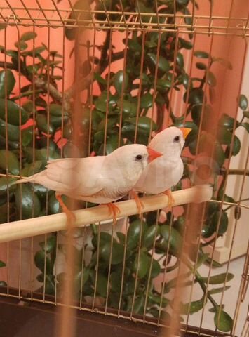 Зебровые Амадины