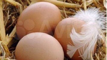 Инкубационное яйцо кур