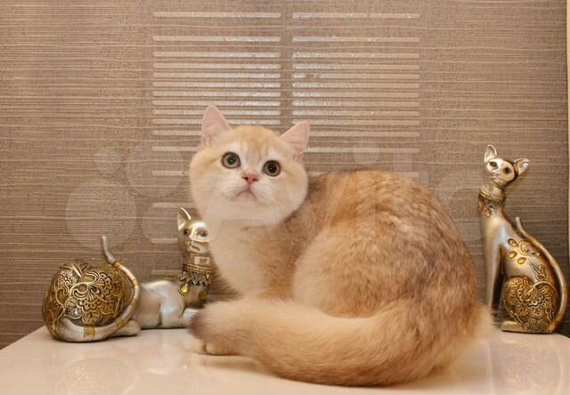 Роскошный малыш британец золотая шиншилла