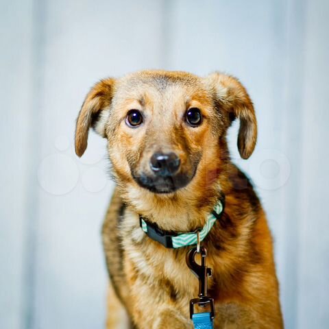 Сильвия, 5 мес, в добрые руки