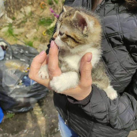 Кошки в добрые руки бесплатно