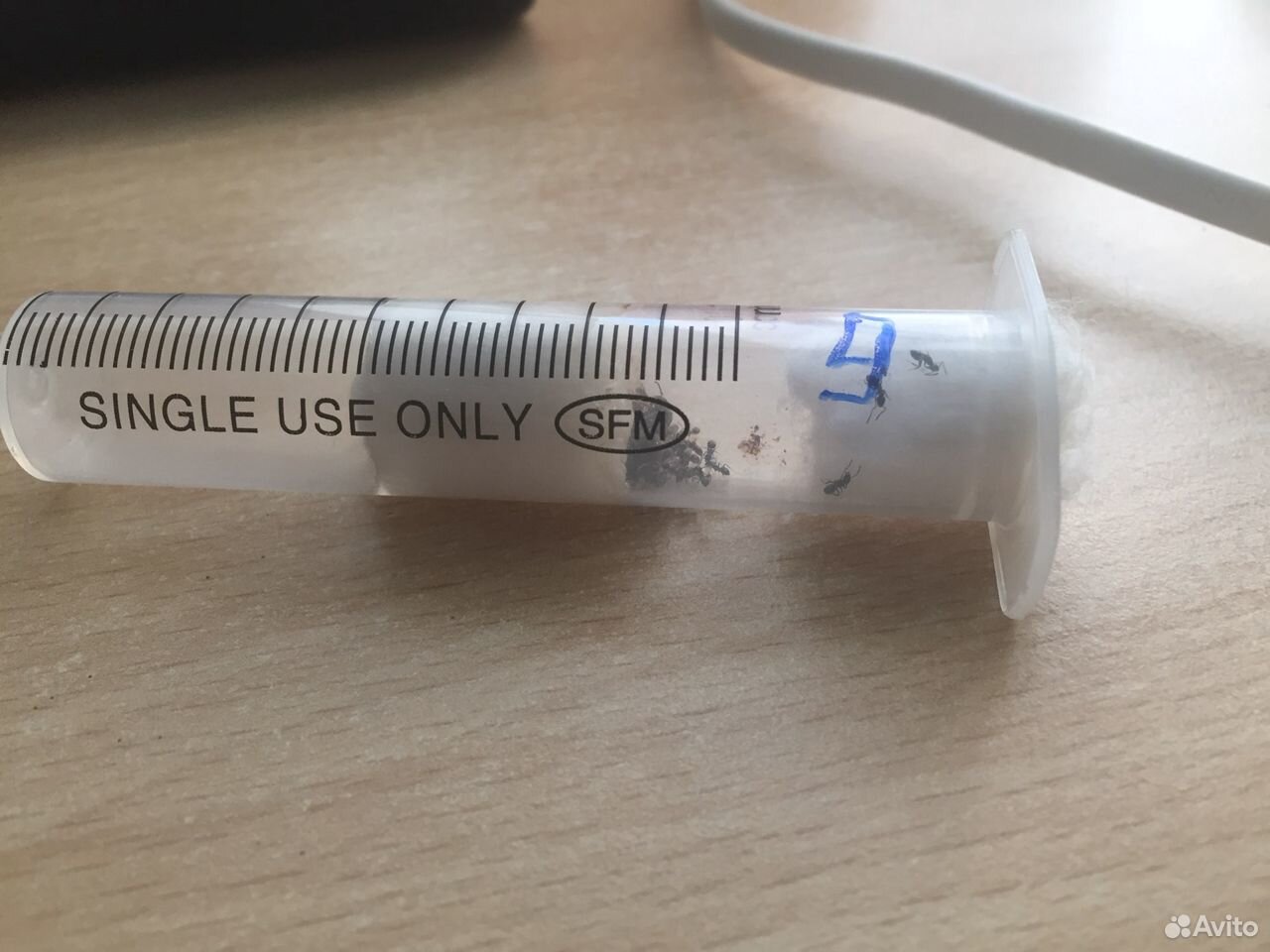 Муравьи lasius niger (чёрный садовый муравей)