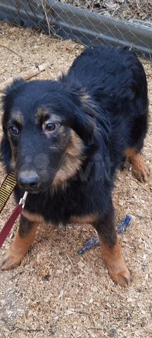 Отдам в добрые руки