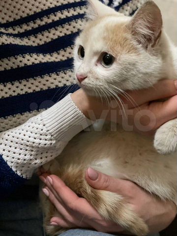 Ласковая кошечка подросток