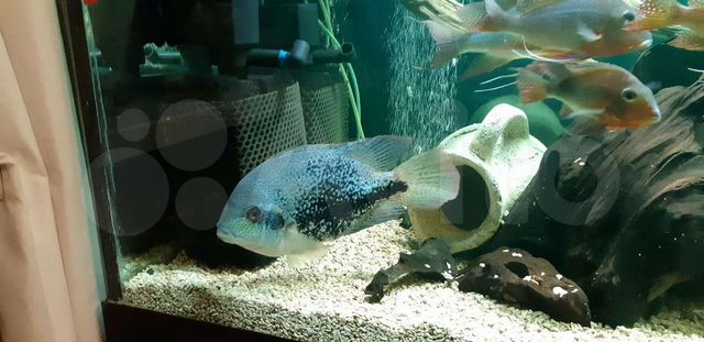 Вьеха гуттулатум