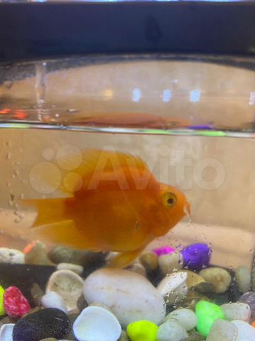 Живая рыба желтый попугай