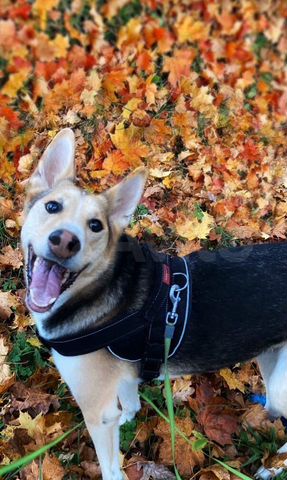 Красивый пёс ищет семью