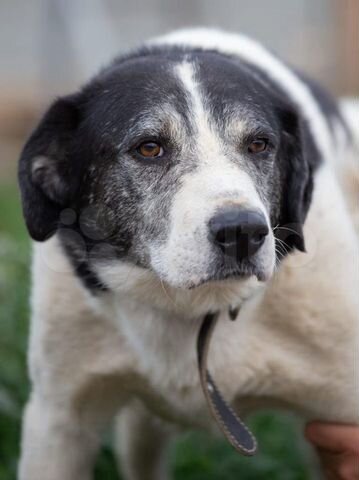 Беляшик ищет хозяев