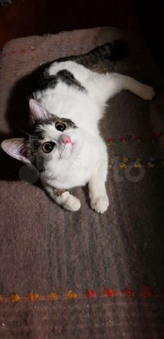 Котенок девочка Милана метиска 4,5мес привита
