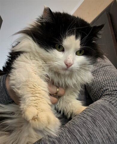 Милый пушистый котик