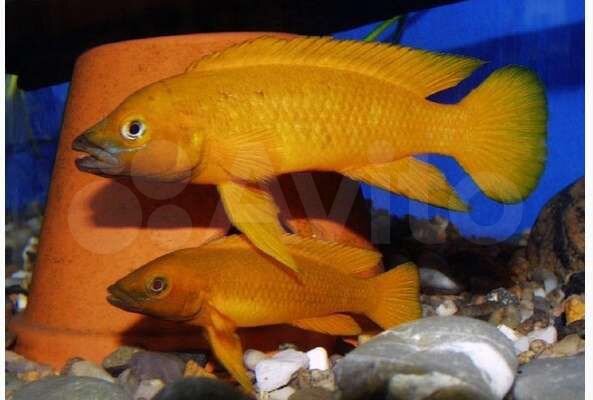 Лимонная цихлида