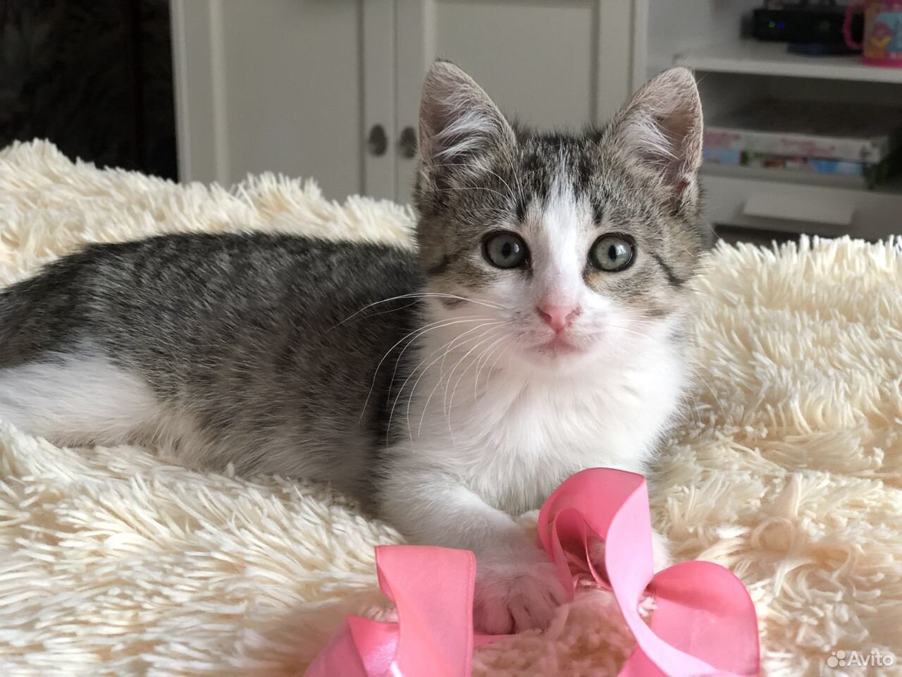 Котодевочка в добрые руки