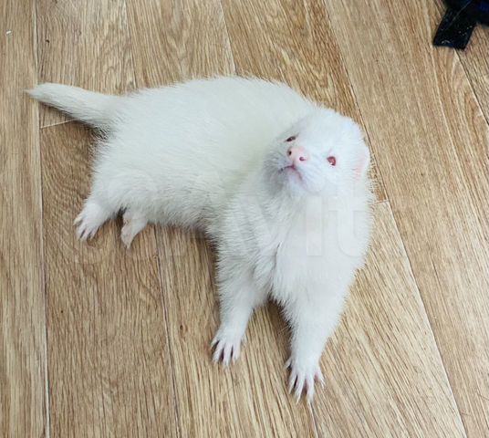 Хорек альбинос